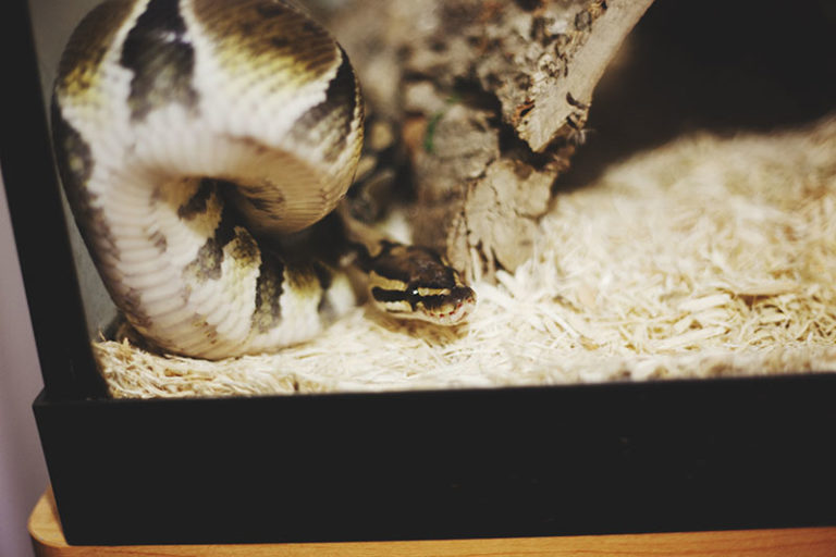 Havana's Habit - My Pet Python