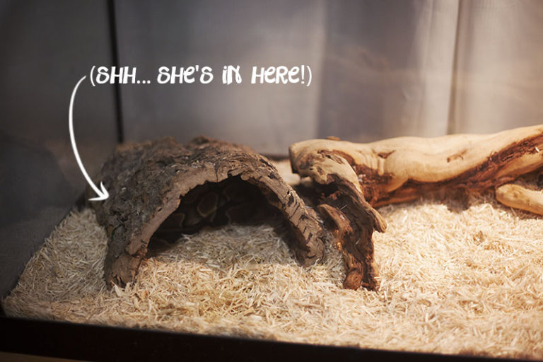 Meet Havana - My Pet Python