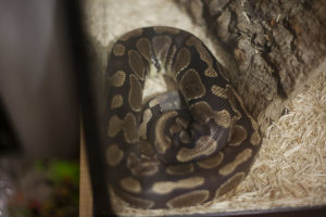 Slithering Out of Her Skin: Photographs of a Ball Python Shedding - My ...