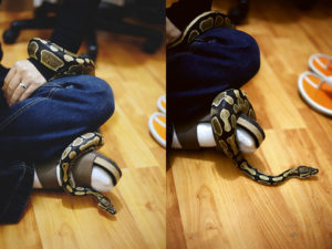My Pet Python's Shoe Fetish - My Pet Python