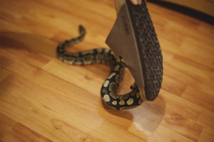 My Pet Python's Shoe Fetish - My Pet Python