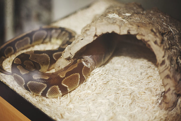 Slithering Out of Her Skin: Photographs of a Ball Python Shedding - My ...