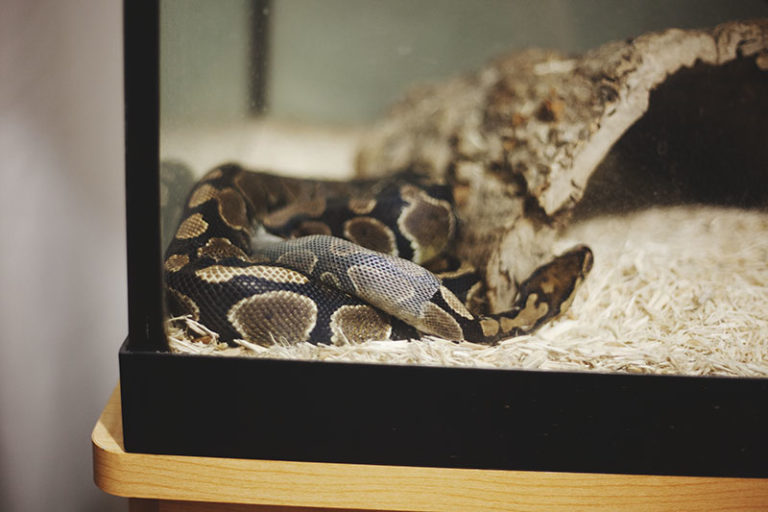 Slithering Out of Her Skin: Photographs of a Ball Python Shedding - My ...