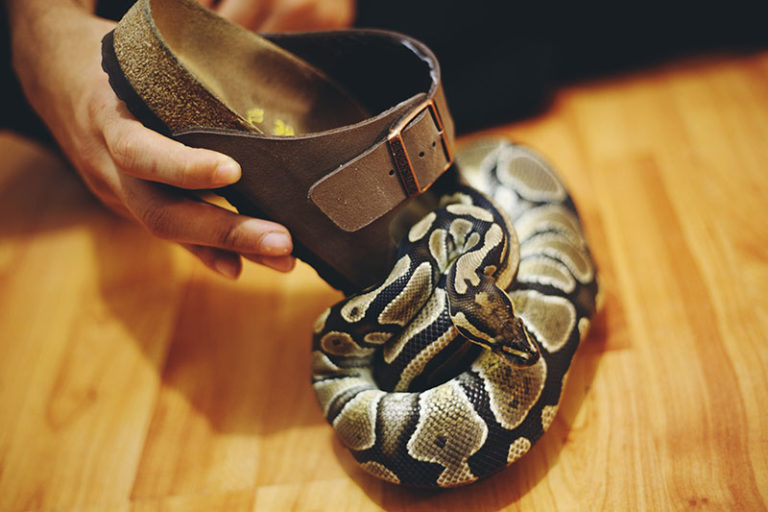 My Pet Python's Shoe Fetish - My Pet Python