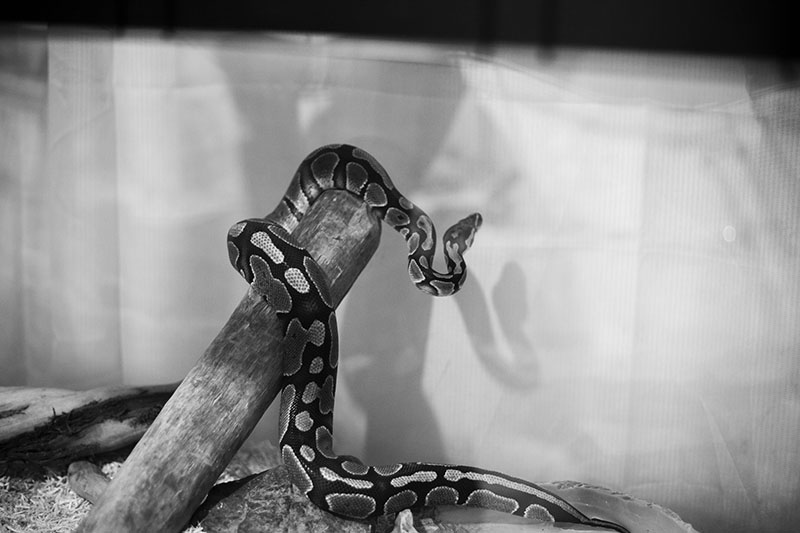 Snake Art - My Pet Python