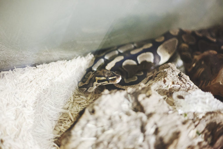 There's Always Next Time - My Pet Python