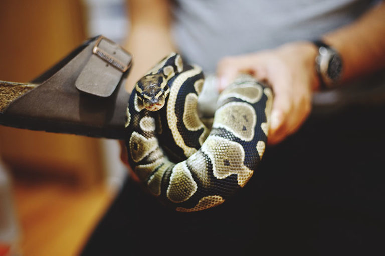 Will Ball Pythons Eat Another Ball Python? - My Pet Python