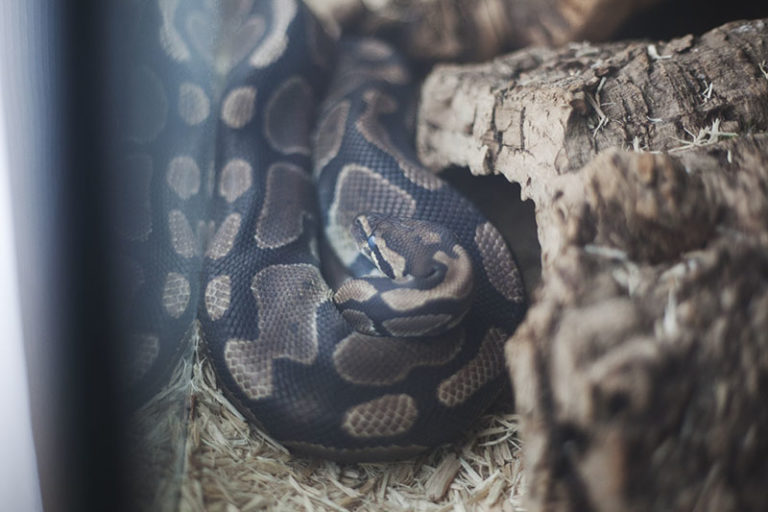 The Ultimate Ball Python Feeding Troubleshooting Guide - My Pet Python