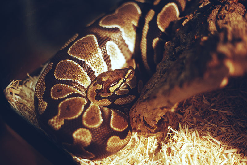 Pros and Cons of Getting a Pet Ball Python - My Pet Python