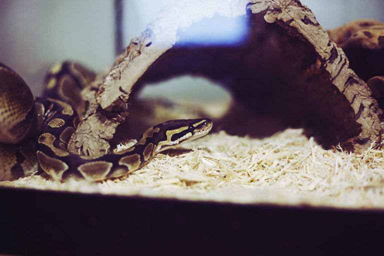 Pros and Cons of Getting a Pet Ball Python - My Pet Python