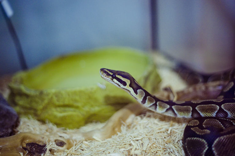 The Ultimate Ball Python Feeding Troubleshooting Guide | My Pet Python