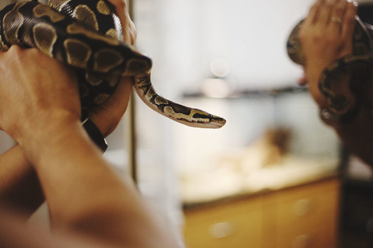 The Ultimate Ball Python Feeding Troubleshooting Guide | My Pet Python