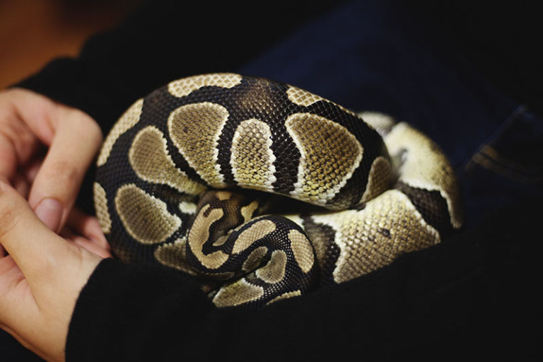 Nighttime Play Date - My Pet Python