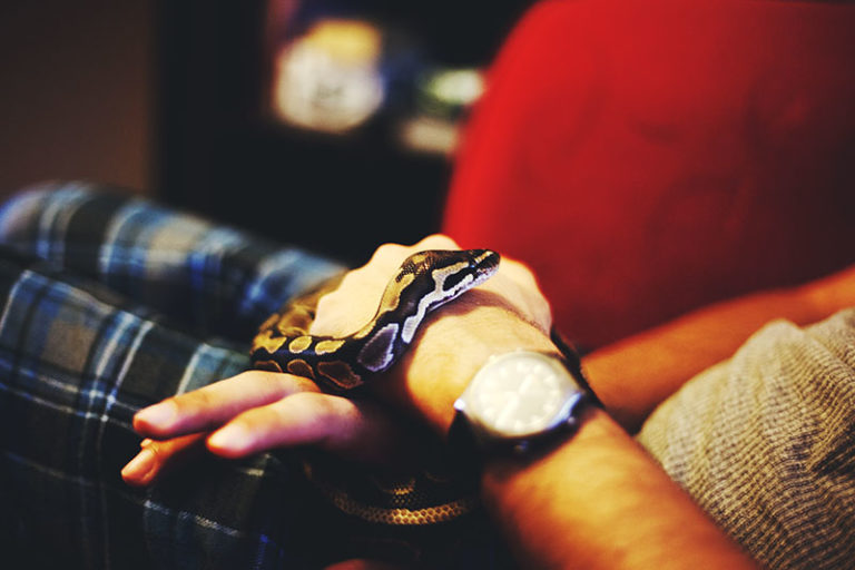 Washing Hands Before and After Snake Handling - My Pet Python