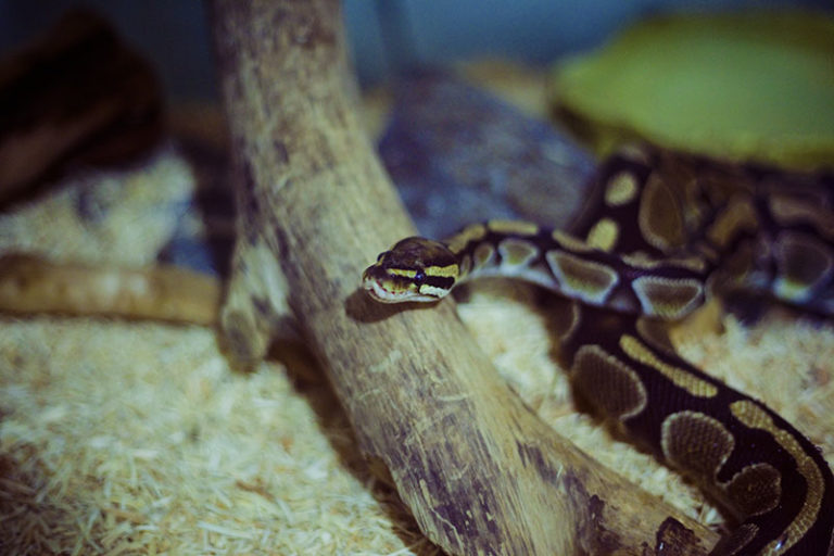 Pros and Cons of Getting a Pet Ball Python | My Pet Python