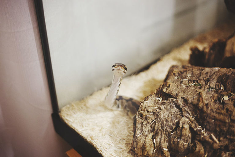 About - My Pet Python