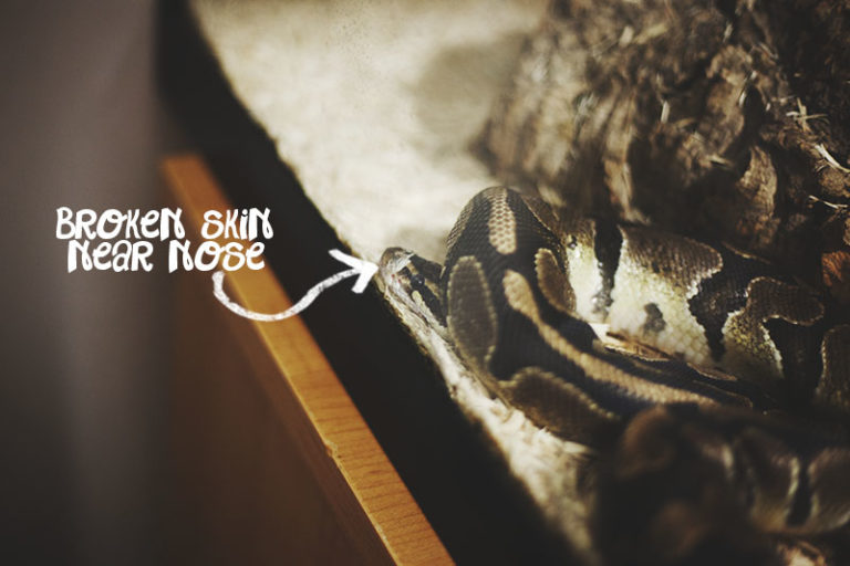 Slithering Out of Her Skin: Photographs of a Ball Python Shedding - My ...