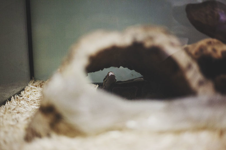 Pros and Cons of Getting a Pet Ball Python - My Pet Python