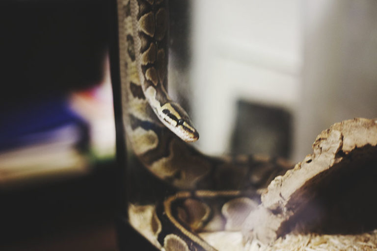 Bump in the Night - My Pet Python
