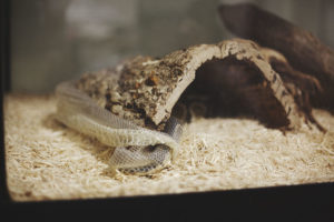 Do Ball Pythons Shed in One Piece? - My Pet Python