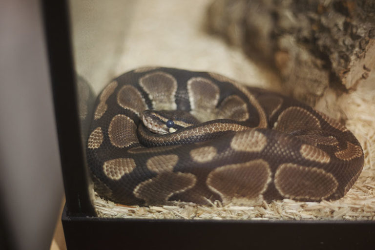 How Long Do Ball Pythons Take to Shed? - My Pet Python