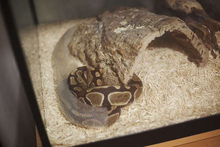 How Long Do Ball Pythons Take to Shed? - My Pet Python