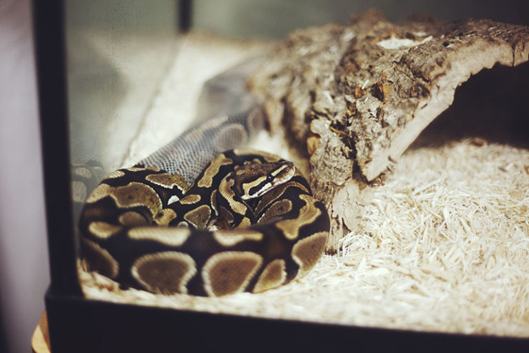 Pros and Cons of Getting a Pet Ball Python - My Pet Python