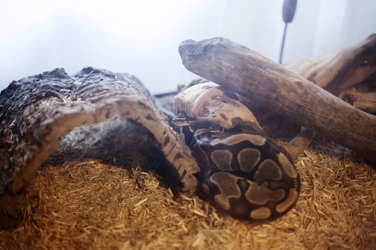 Pros and Cons of Getting a Pet Ball Python - My Pet Python