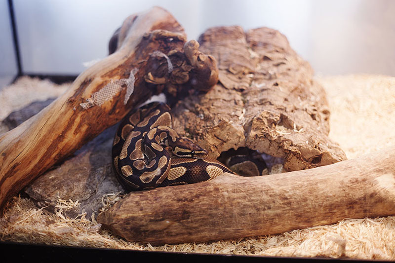 Meet Havana - My Pet Python