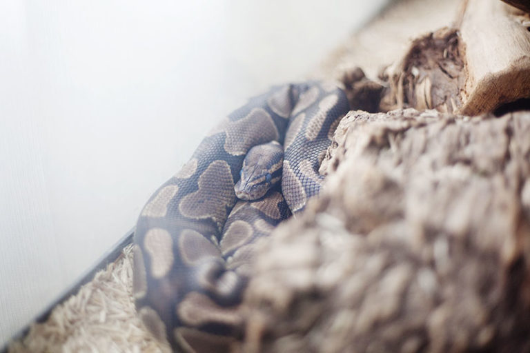 Signs That a Ball Python is Going to Shed - My Pet Python
