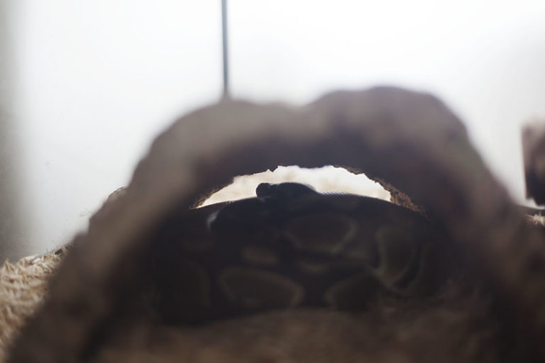 Snake Pretzel - My Pet Python