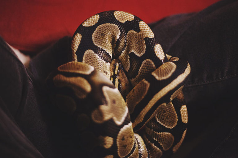 The Ultimate Ball Python Feeding Troubleshooting Guide | My Pet Python