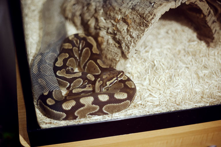 Ball Python Shedding Process - My Pet Python