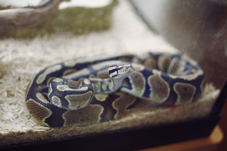 Pros and Cons of Getting a Pet Ball Python - My Pet Python