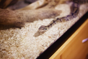 How Can I Convince My Parents to Let Me Get a Pet Ball Python? - My Pet ...