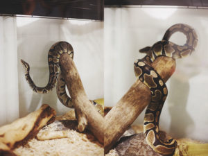 Snake Acrobatics - My Pet Python