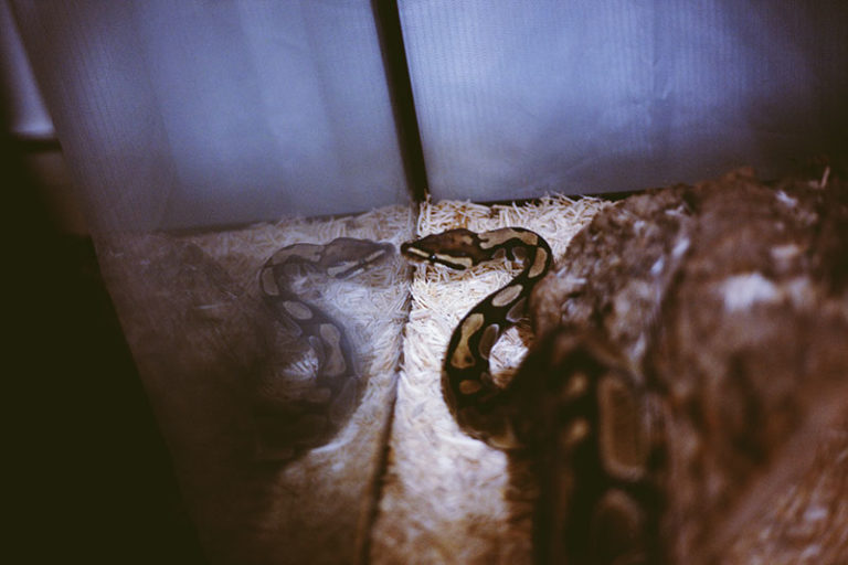 The Ultimate Ball Python Feeding Troubleshooting Guide - My Pet Python