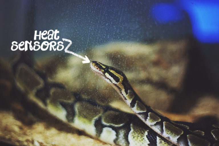 Differences Between Male and Female Ball Pythons | My Pet Python