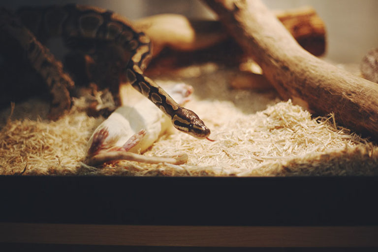 Pros and Cons of Getting a Pet Ball Python - My Pet Python
