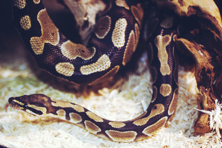 My Pet Python - Ball Python Care, Snake Facts, & More