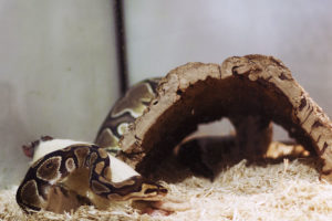 The Ultimate Ball Python Feeding Troubleshooting Guide - My Pet Python
