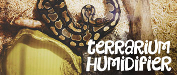 Pros and Cons of Getting a Pet Ball Python - My Pet Python